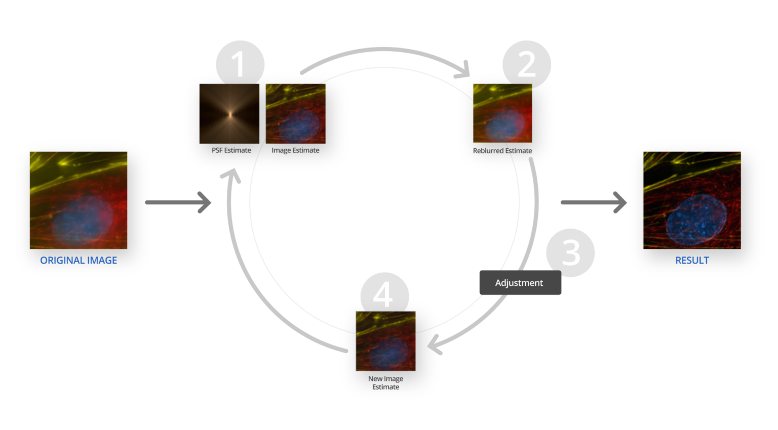 Deconvolution in Microscopy: Beginner’s Guide to Sharper Images
