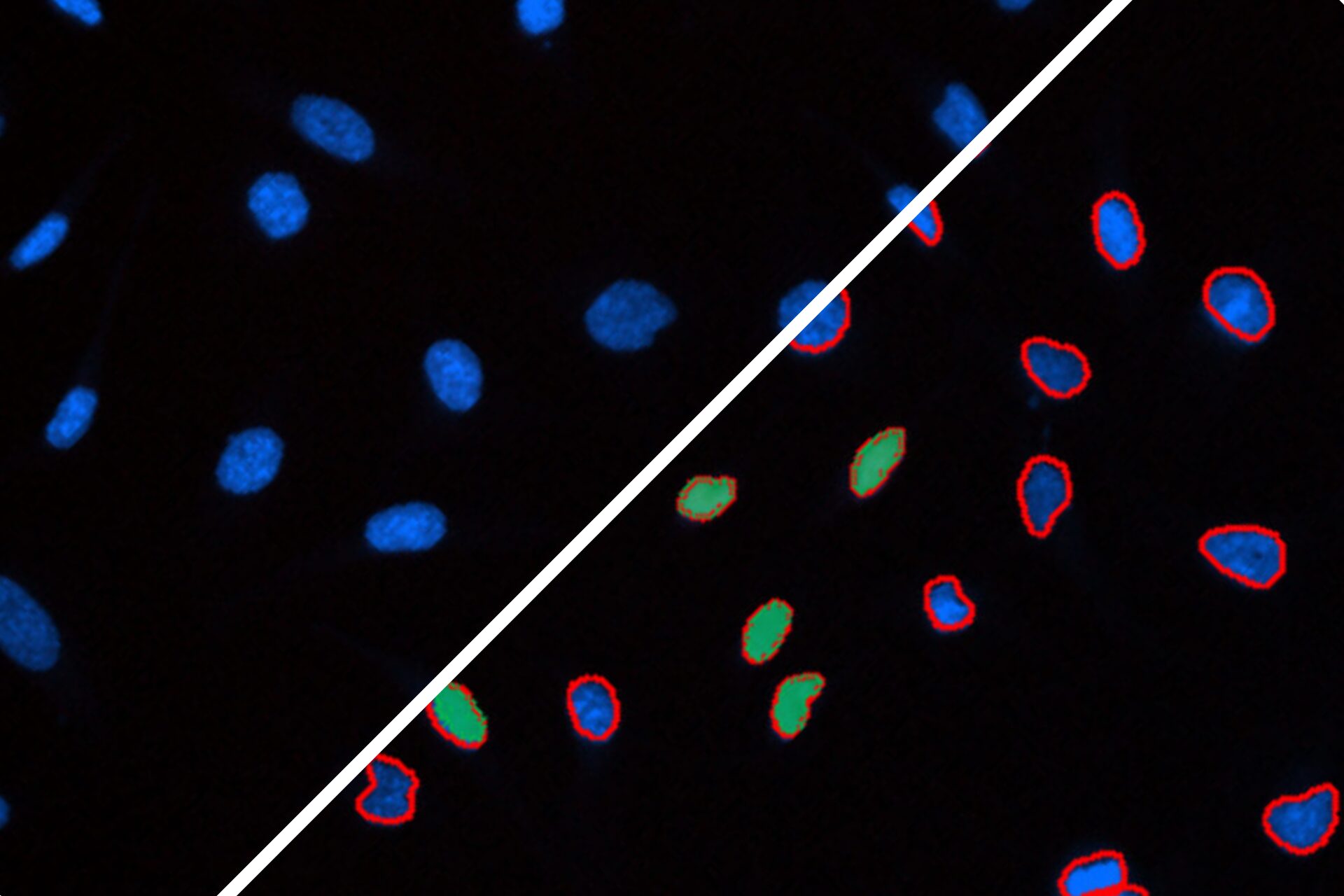 LEAP AI | Integrated Imaging & Analysis for Life Science Research